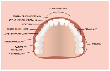 Grundlegende zahnmedizinische Kenntnisse